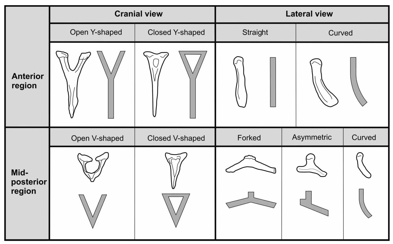 Paleosur: Sauropod haemal arches