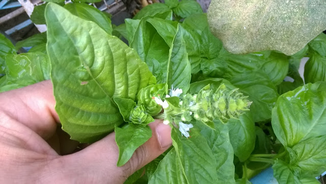 Basil | AROMATIC HERBS GROWING