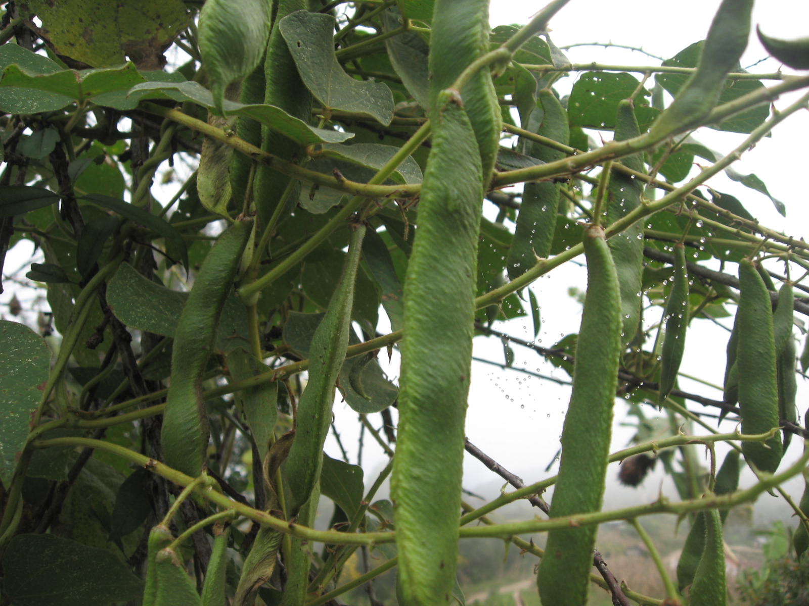 ALDEA BELEJU-PAJUIL CHICAMAN: ALDEA EL PAJUIL, CHICAMAN, QUICHE, GUATEMALA