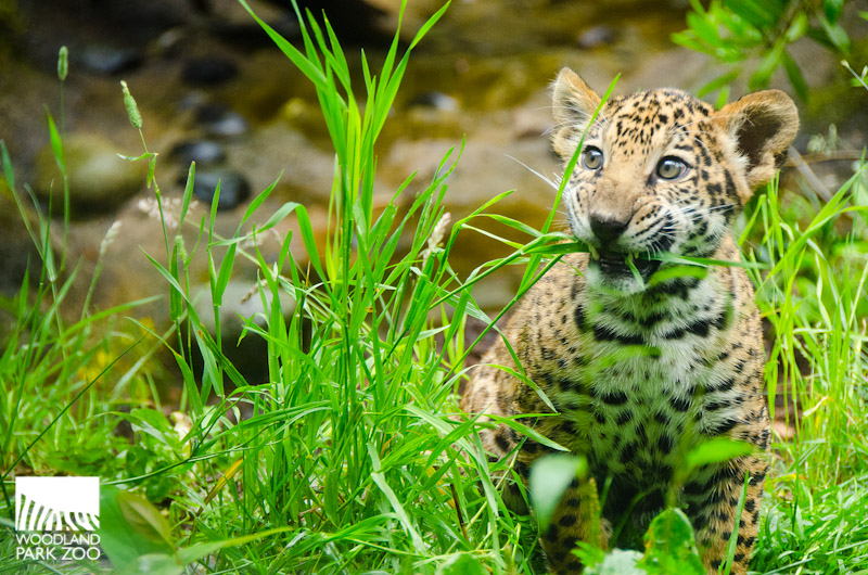 Jaguar cubs take first practice steps outside