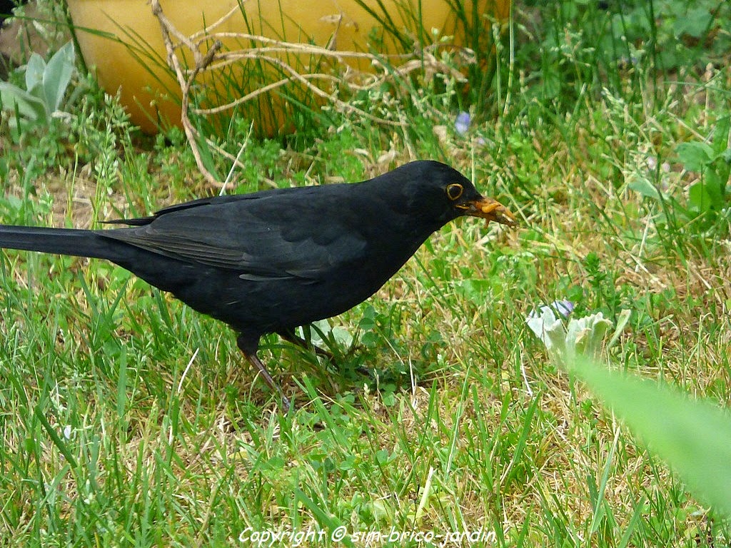 sim-brico-jardin: Merlette et ses bébés.