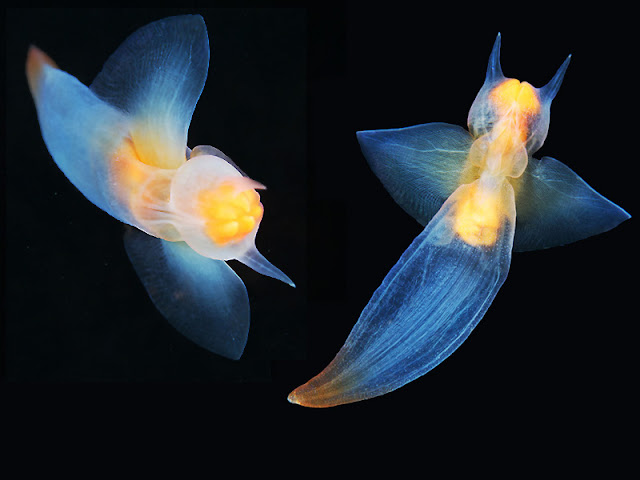 The SeaLifeBase Project: Two sea angels