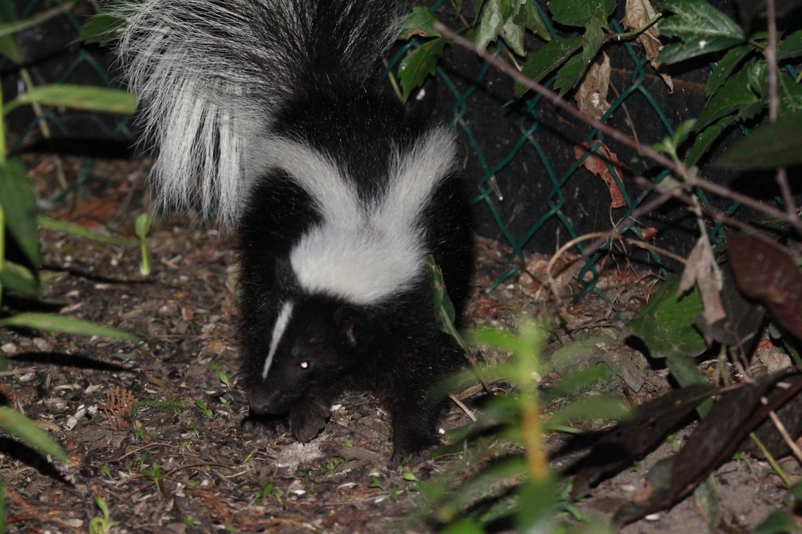 Rob and the Animals: Sunday with the Skunks