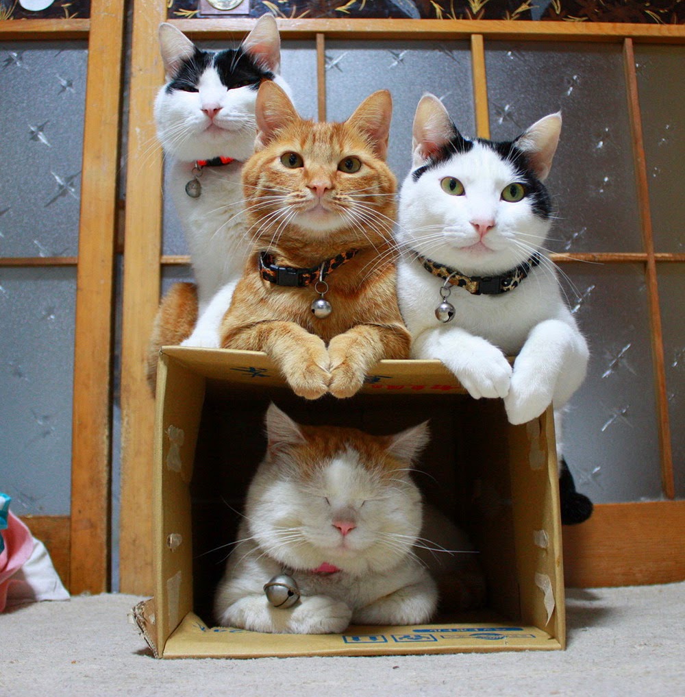 Photo - Shironeko - most silly cat earth | Gallery Wallpaper HD