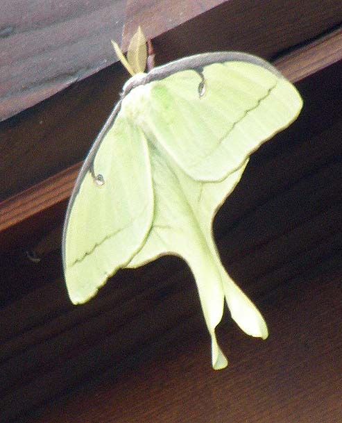 Amazon 59: Dinasaurs and Butterflies