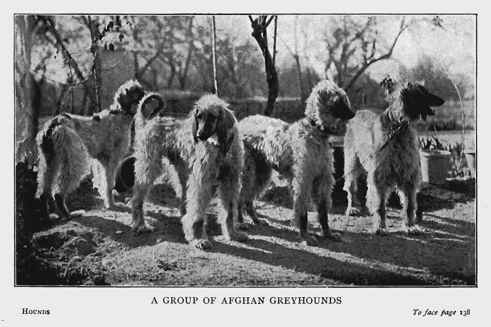 Musings of a Biologist and Dog Lover: Historical Breed Accuracy in Film