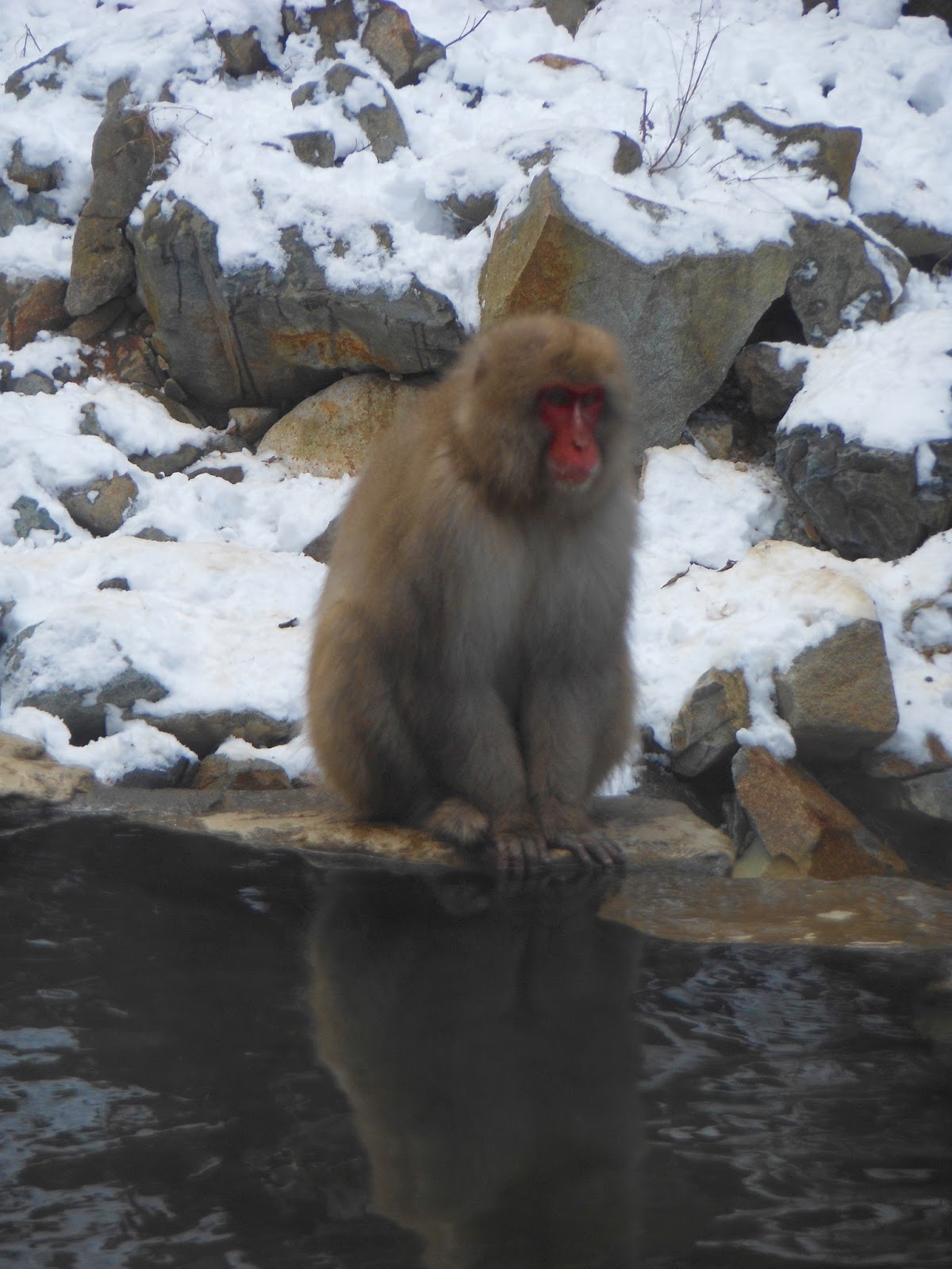 Hokkaido Kudasai: Snow Monkey Park