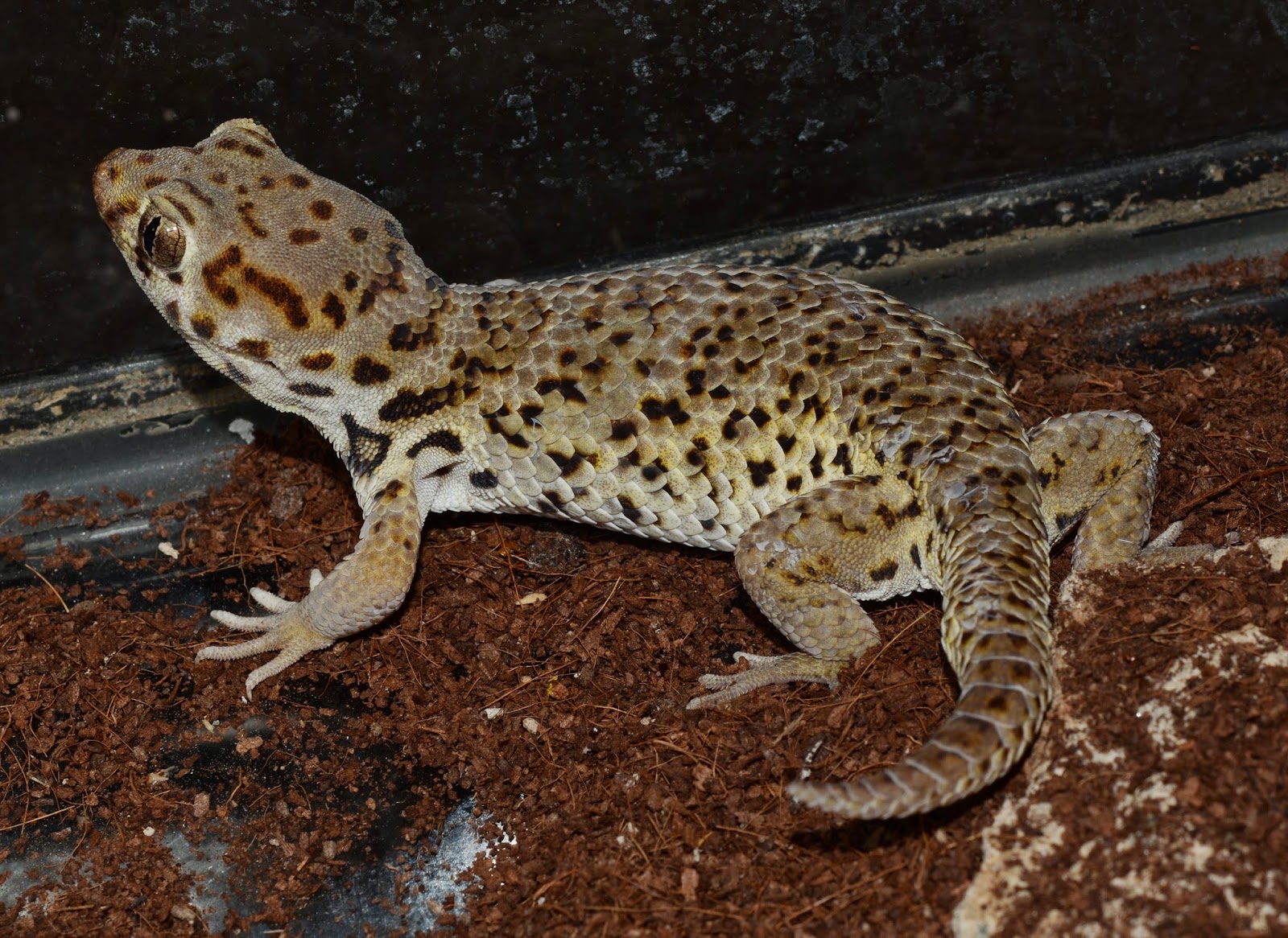 Diaz Lab Reptiles: Geckos