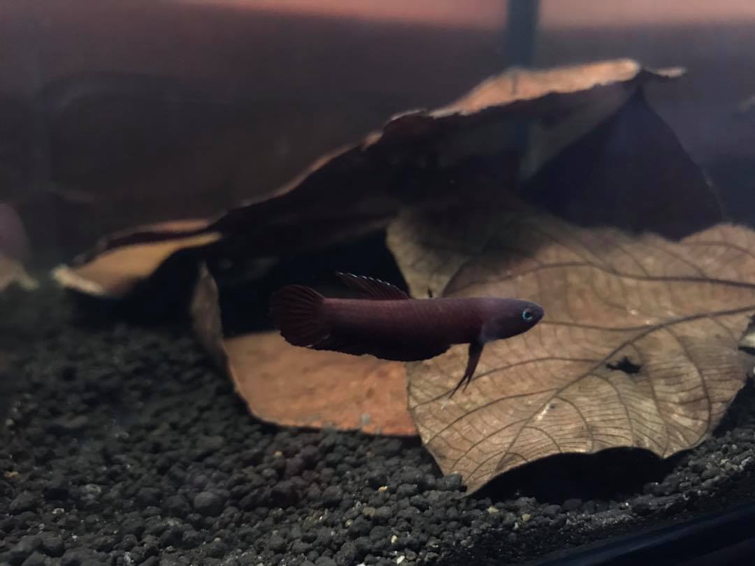 Berita TV Malaysia: betta rutilans