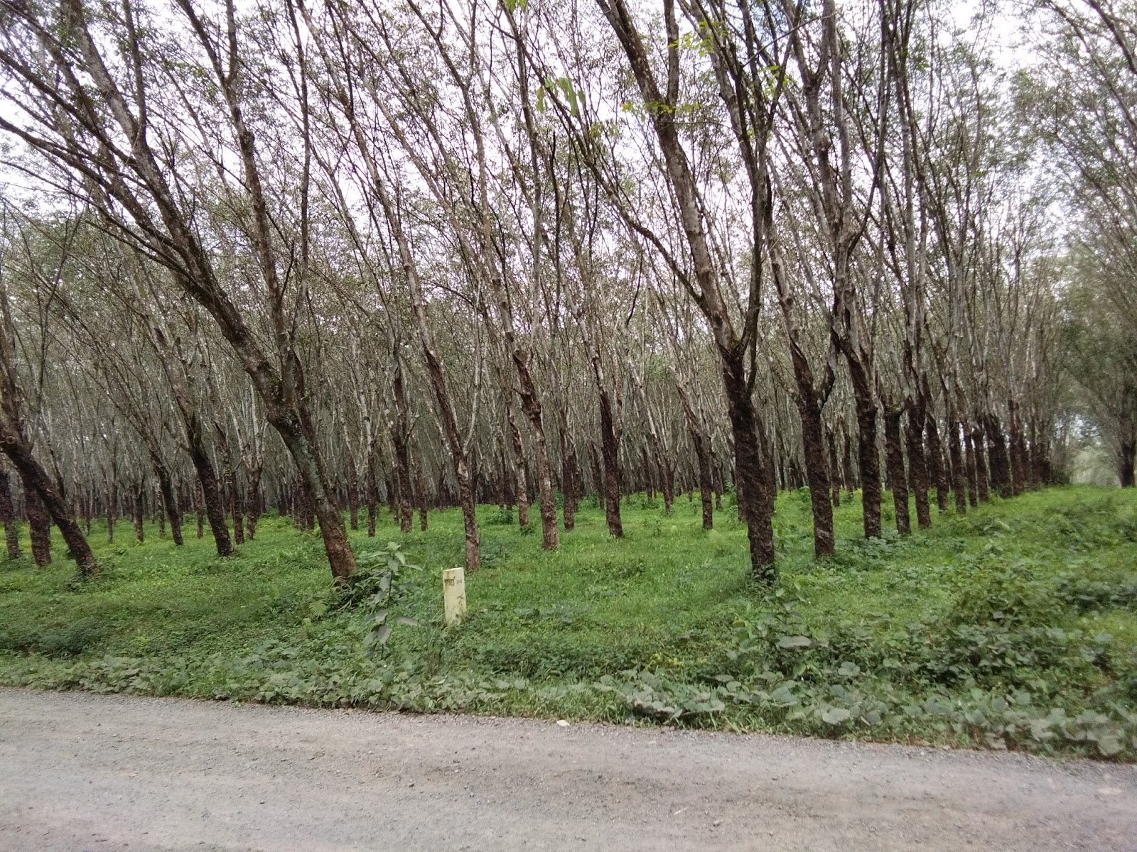 Kebun Karet Trikora, Lampung