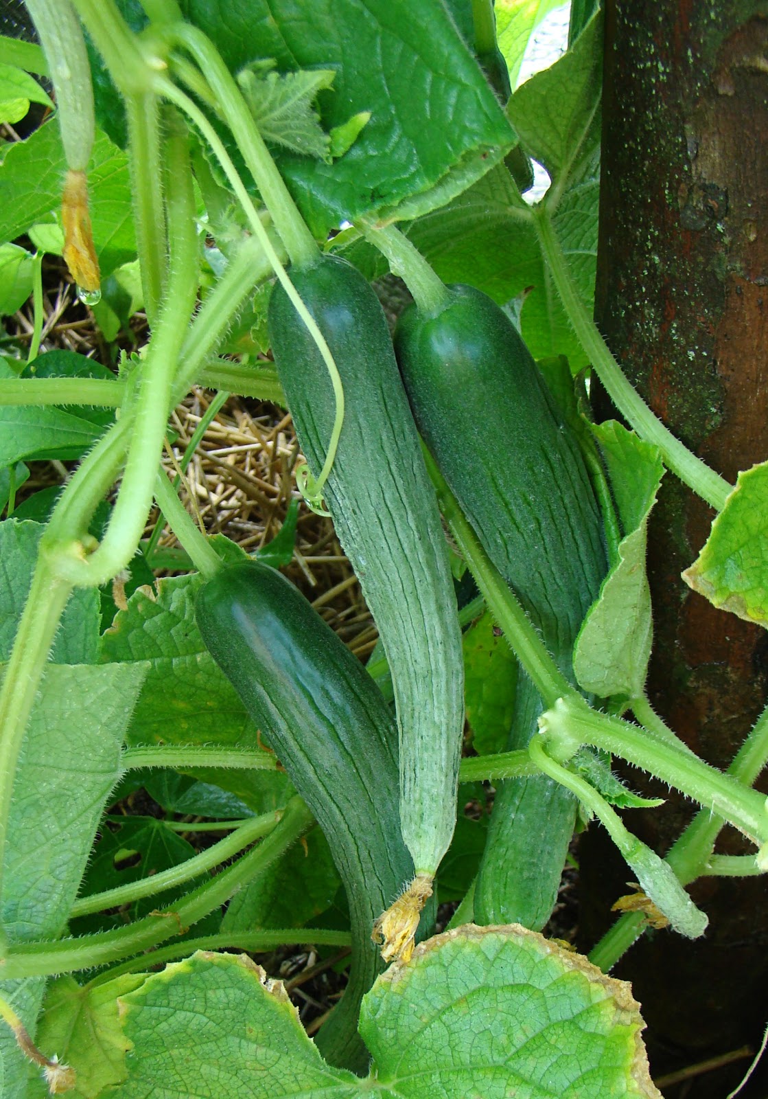 Rurification | Robin Edmundson: Cukes