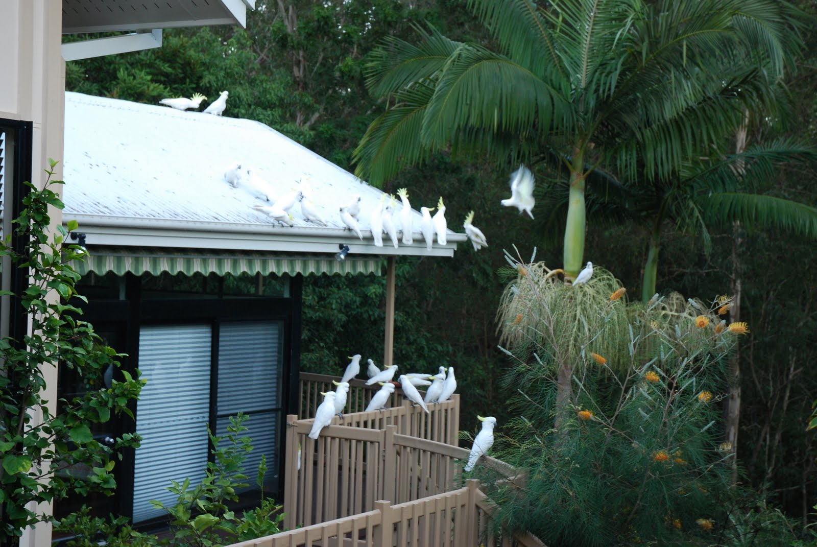 corinasays: Possum Box Project and our Surrounding Wild Life