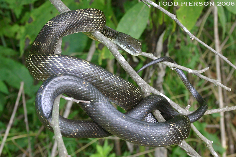 Reptiles and Amphibians: Serpiente ratonera negra (Pantherophis obsoletus)