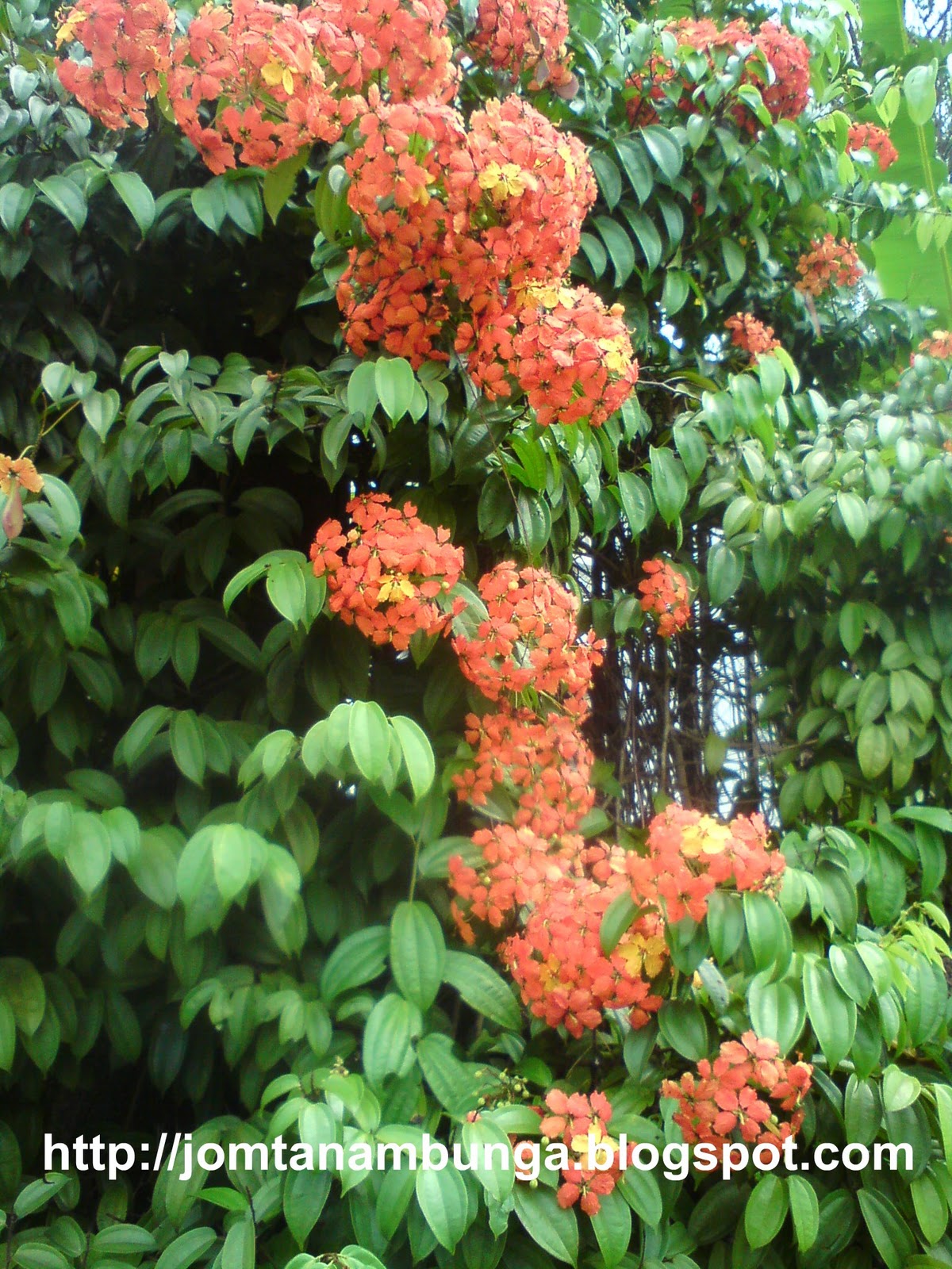 Jom Tanam Bunga: Album Bunga