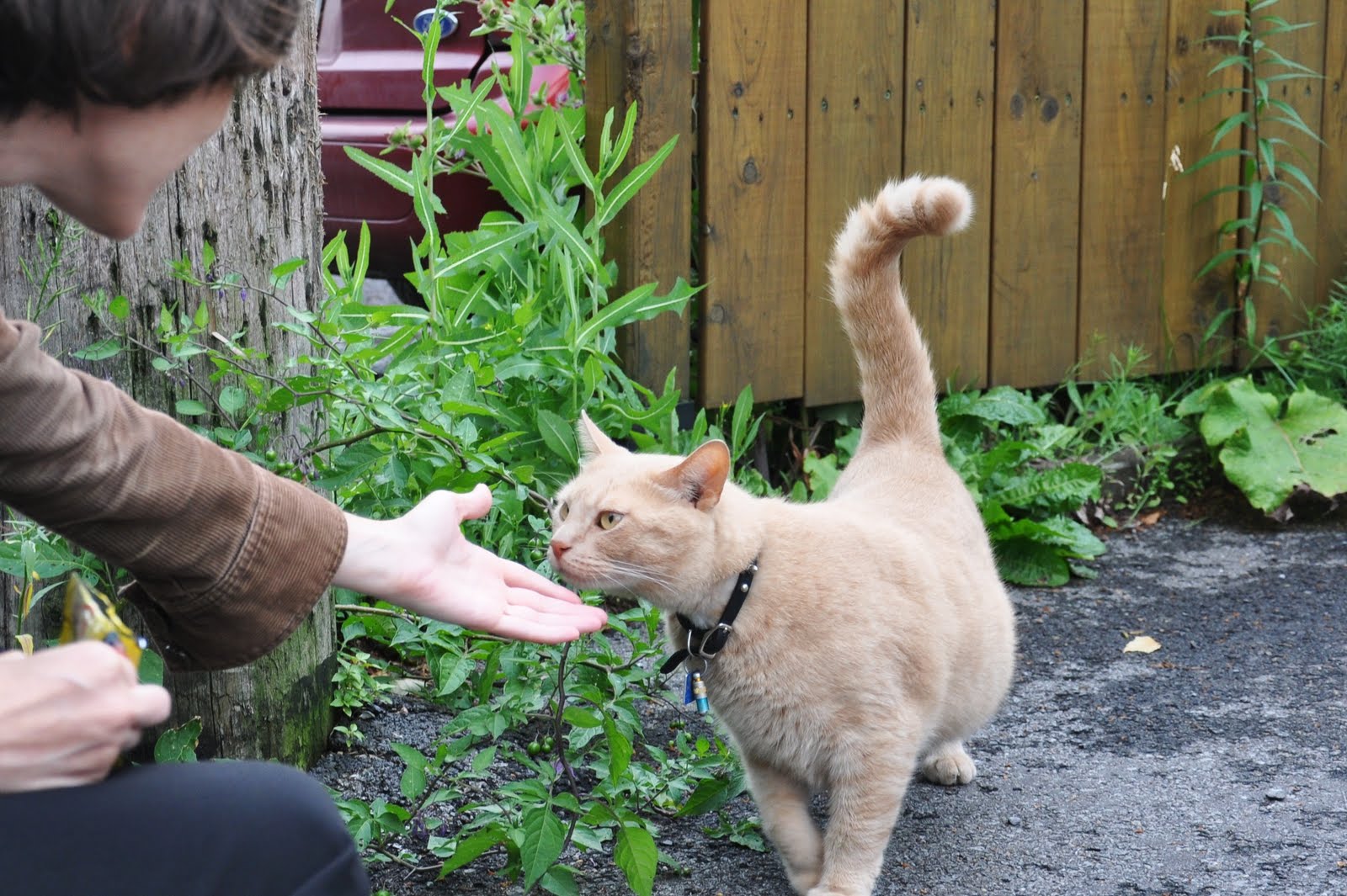 Limoilou et ses chats: Chat beige
