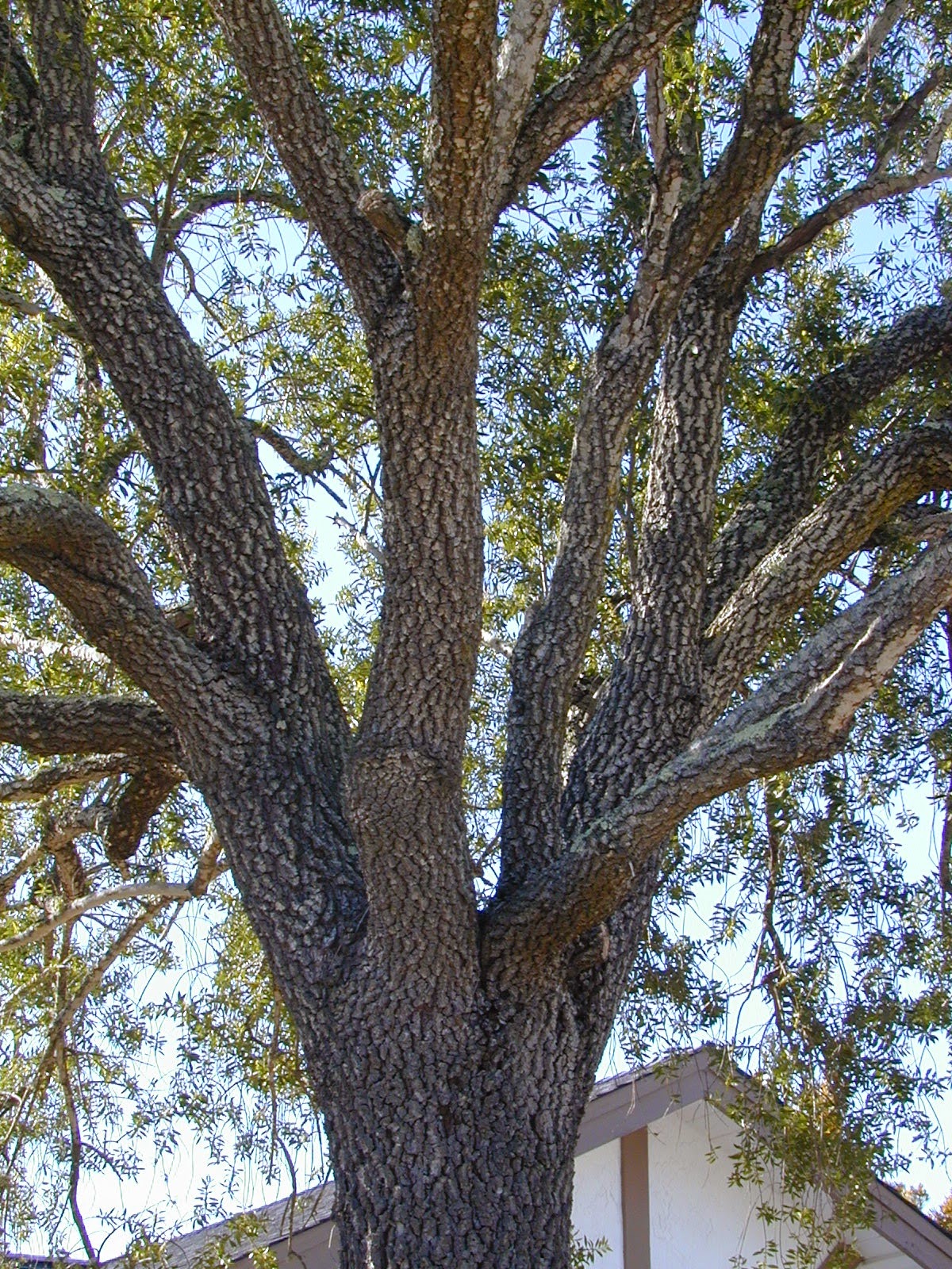 Trees of Santa Cruz County: Maytenus boaria - Mayten Tree