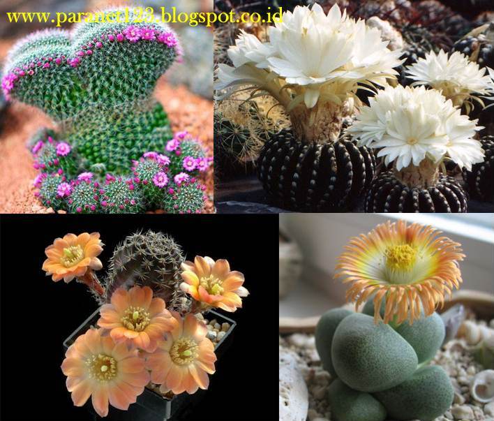 Cara Mudah Budidaya Tanaman Kaktus dan Jenis-Jenisnya