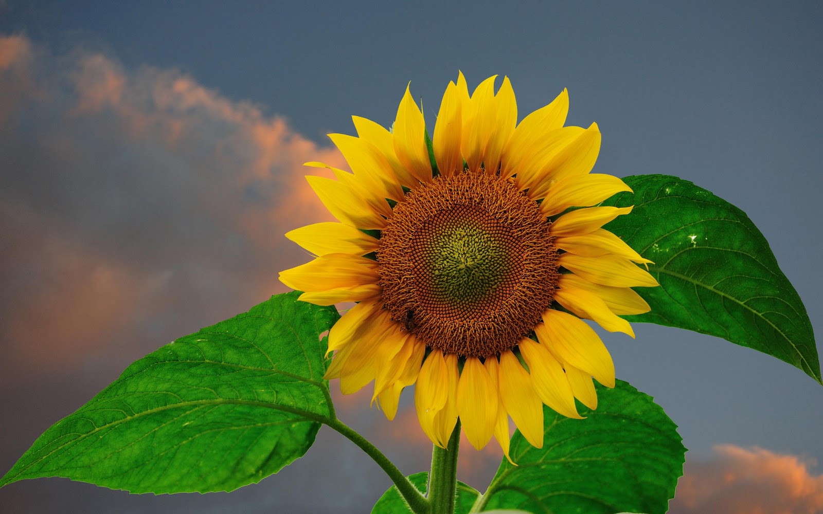 The Amazing Life: ABC Wednesday: S is for Sunflower & Today's Flower #171