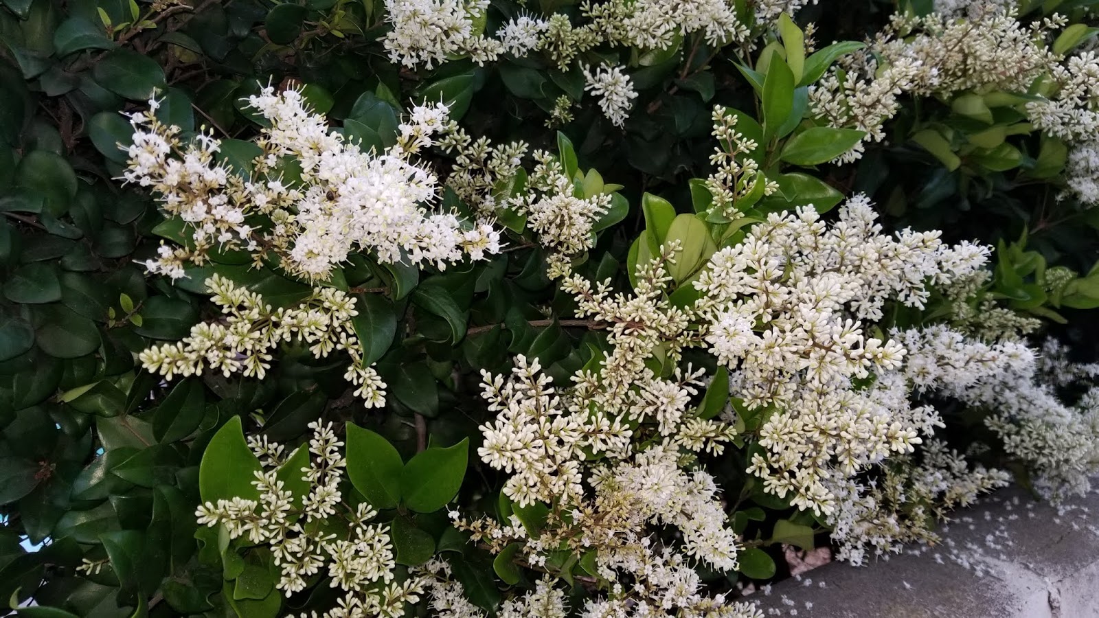 The 2 Minute Gardener: Photo - Waxleaf Privet (Ligustrum texanum)
