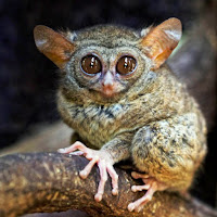 Tarsius wallacei | Indonesian Forest