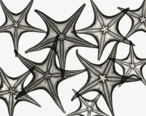 Totum Revolutum: La Delicadeza en Albert Koetsier