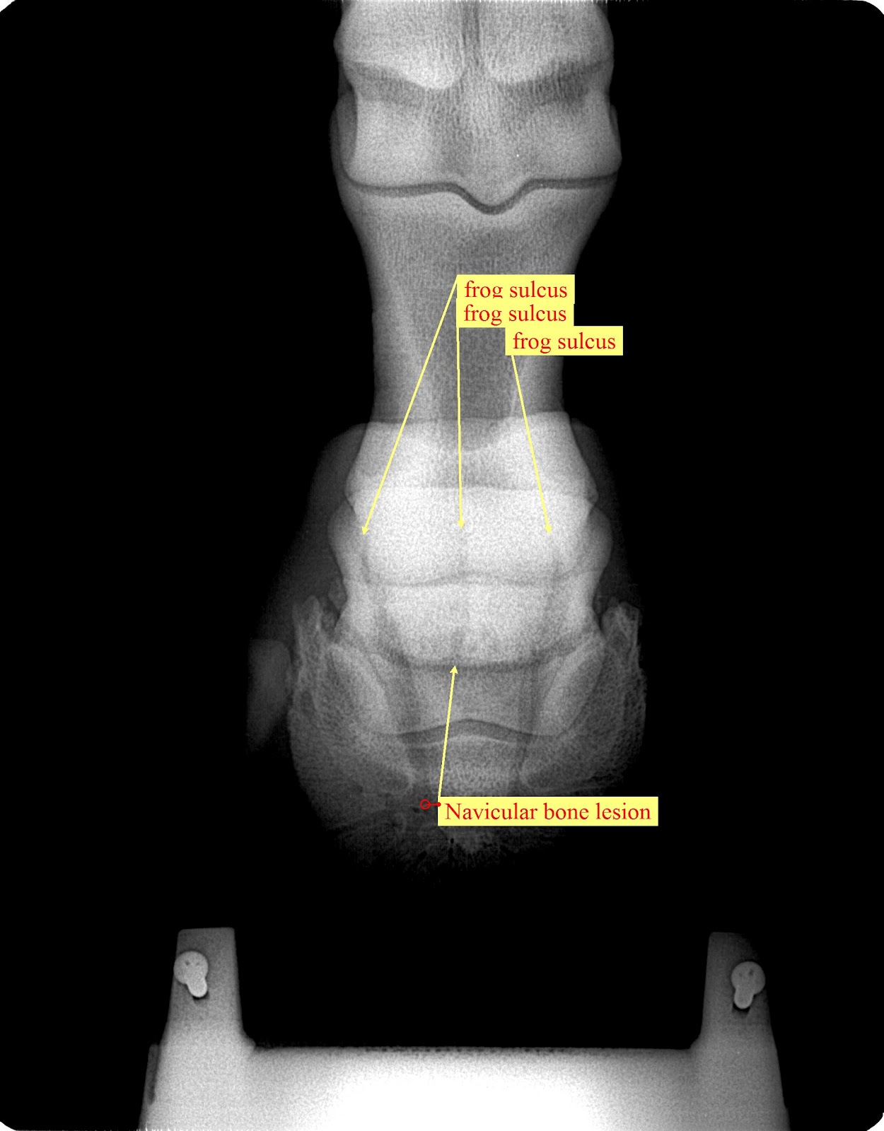 Innovative Equine Podiatry: Navicular case examples
