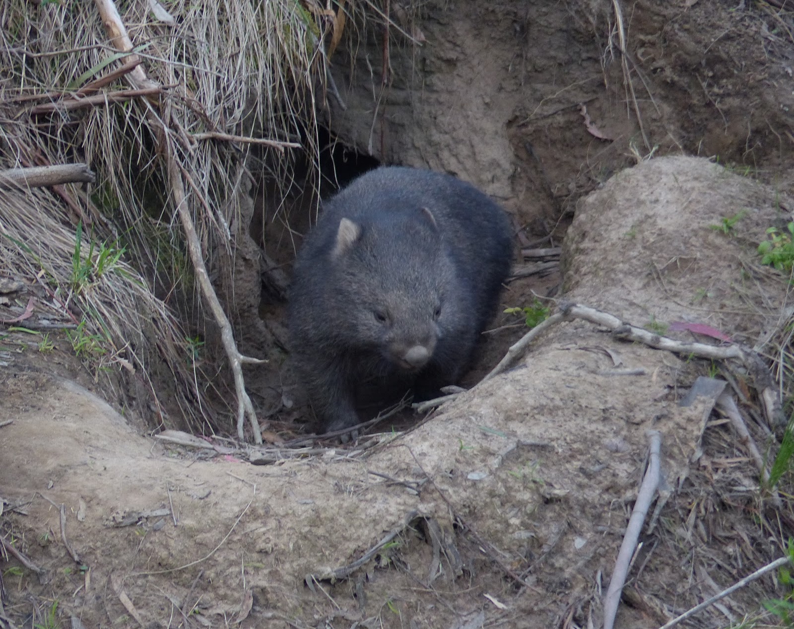 A Field Notebook: Platypus and a wombat at Finns Reserve, River Yarra