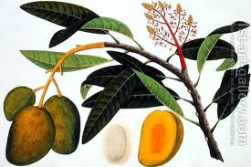 Ini Dia: BUDIDAYA TANAMAN MANGGA KUINI