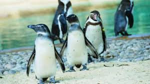 10+ Gambar Hewan Pinguin Lucu, Inspirasi Top!