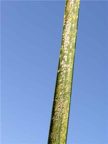 Garden Guy Hawaii: Controlling Scale Insects