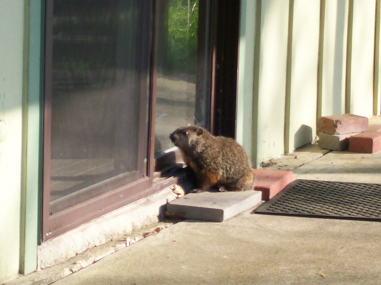 Intuitive Value: Garden 2012 - Spring