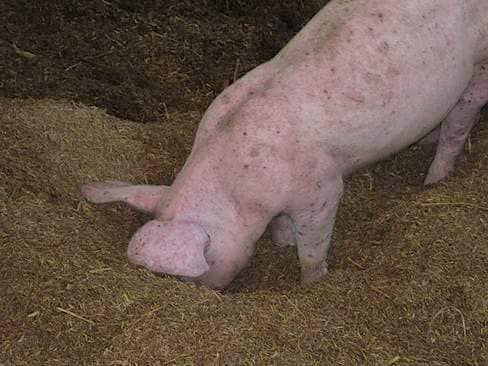 HOW TO MAKE IMO SOLUTION FOR DEEP LITTER BEDDING IN PIG PRODUCTION ...