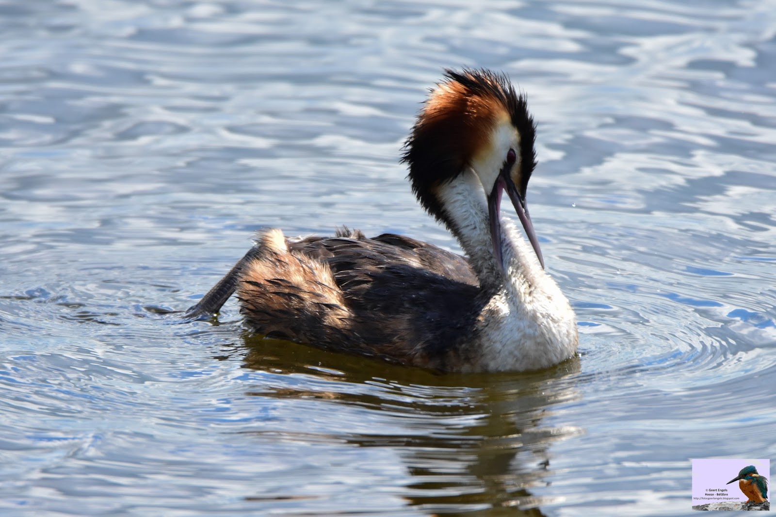 Foto's van Geert Engels: Fuut