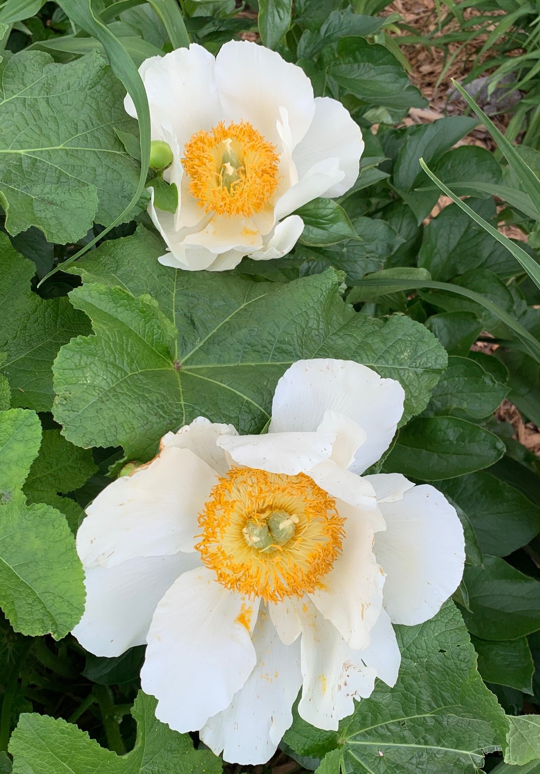 Garden Musings: Prairie Moon Rising