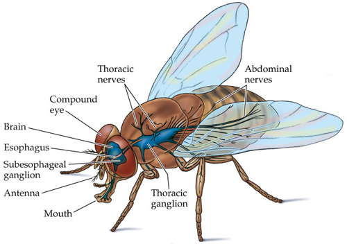 ห้องเรียนครูธีรชล แก้วปรีชา : แมลงหรือมนุษย์ที่จะครองโลก