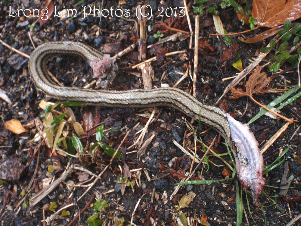 Kedahan-Malaysian @ Japan: Japanese Four-lined Snake, or Japanese ...