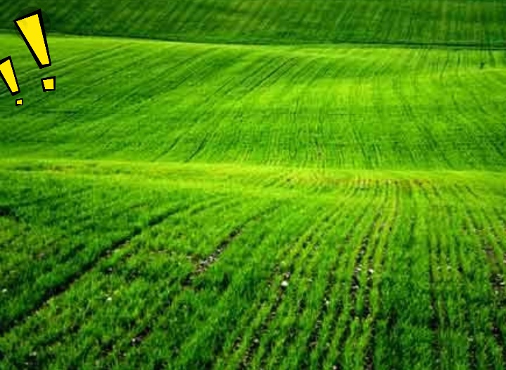 ghas-ke-maidan-in-world