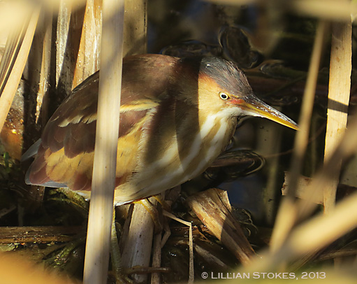 STOKES BIRDING BLOG: The Least Cooperative Bird: Least Bittern