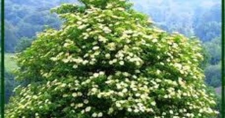 Socul în legende, superstiţii şi medicina populară - diane.ro