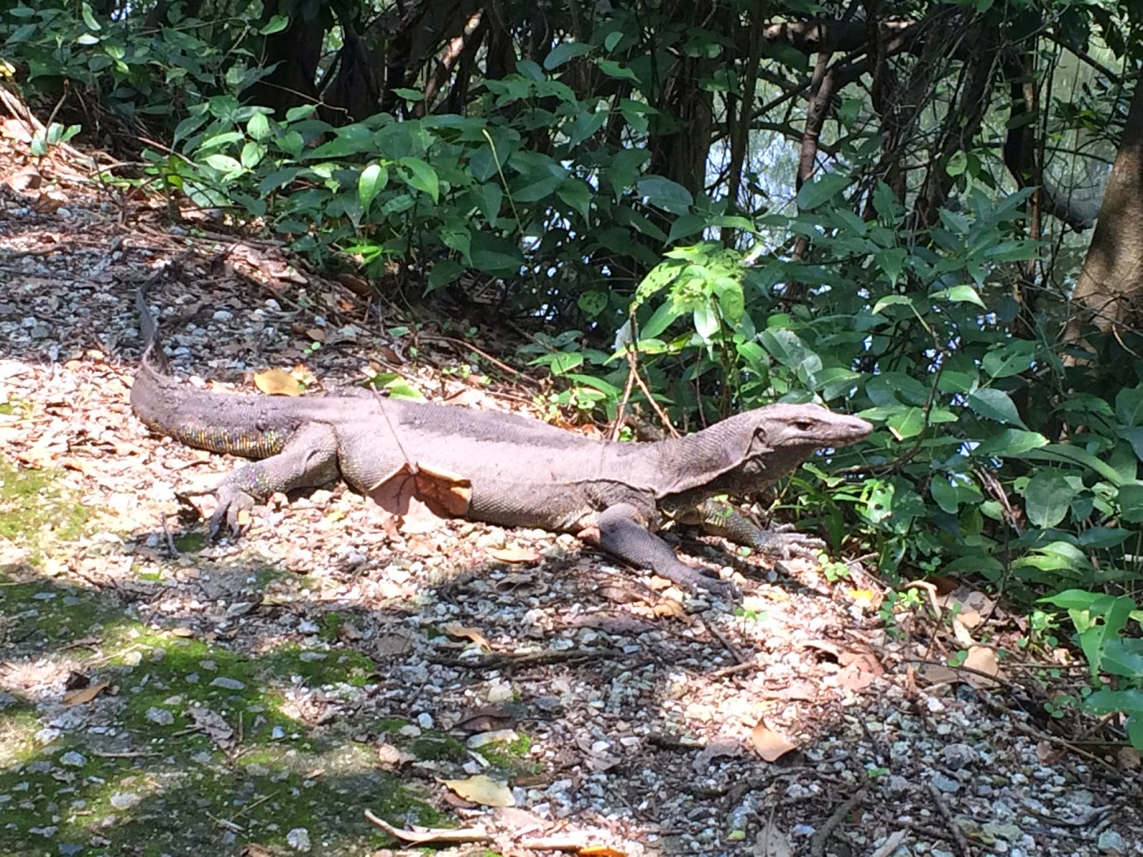 Sungei Buloh Wetland Reserve