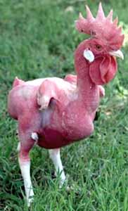 And I Think to Myself...What A Wonderful World.: Creature Feature ...