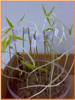 Kuliah Biologi: Gejala Etiolasi Tanaman