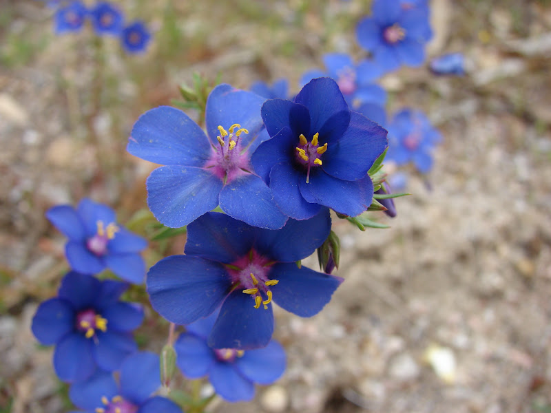 Im/pessoal ..: "As flores campestres do meu Alentejo"