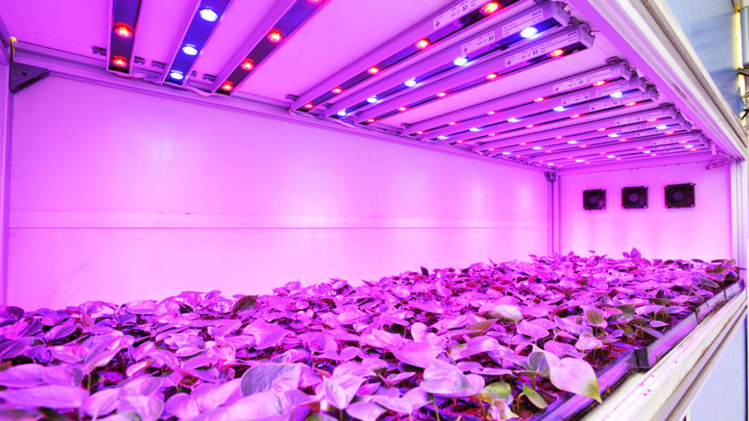 Effects of Light Intensity and Time On Plant Growth