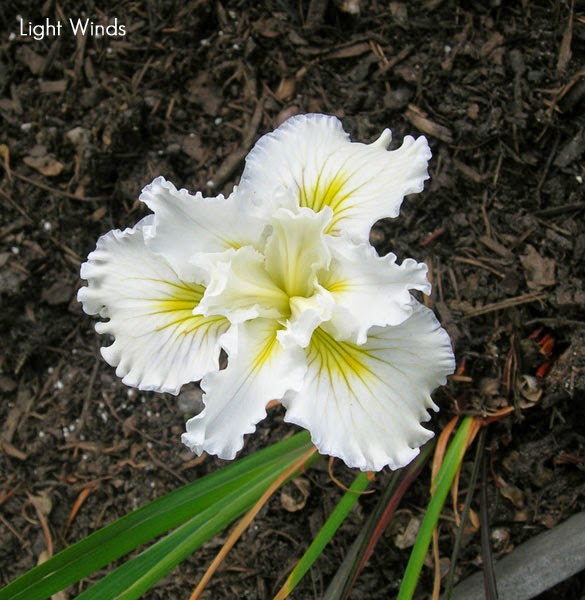 World of Irises: Garden Visit: Pacific Coast Iris at Leonine Iris ...