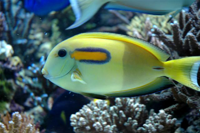 D' Ocean Aquarium: Ikan Botana / Tang / Surgeonfish