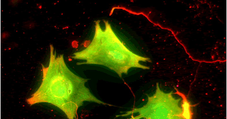 dudas gine: Estrógenos: que son y para que