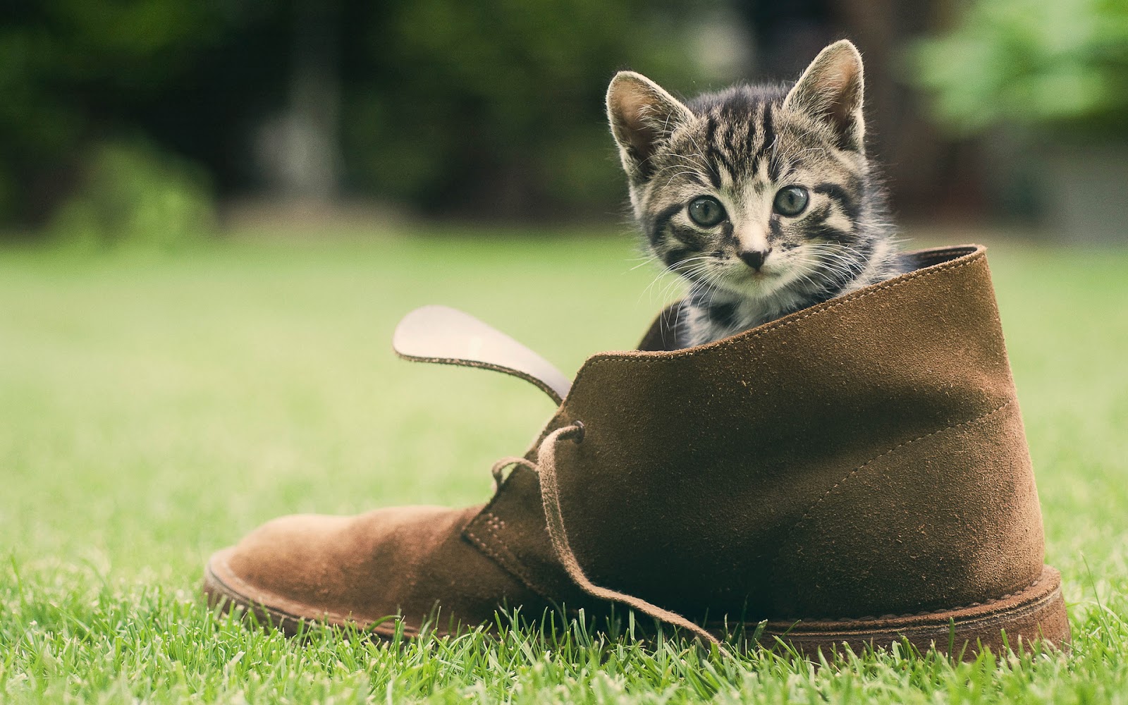 Gatito en una Bota - Fondos de Pantalla HD - Wallpapers HD