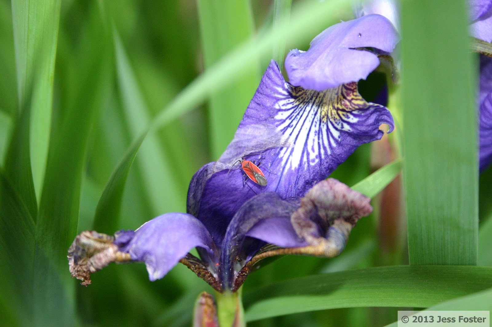 Sluggin' Along: Scarlet Plant Bug