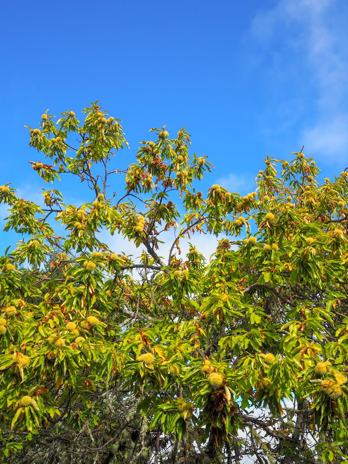 Little Hiccups: Chestnut Picking at Skyline Chestnuts